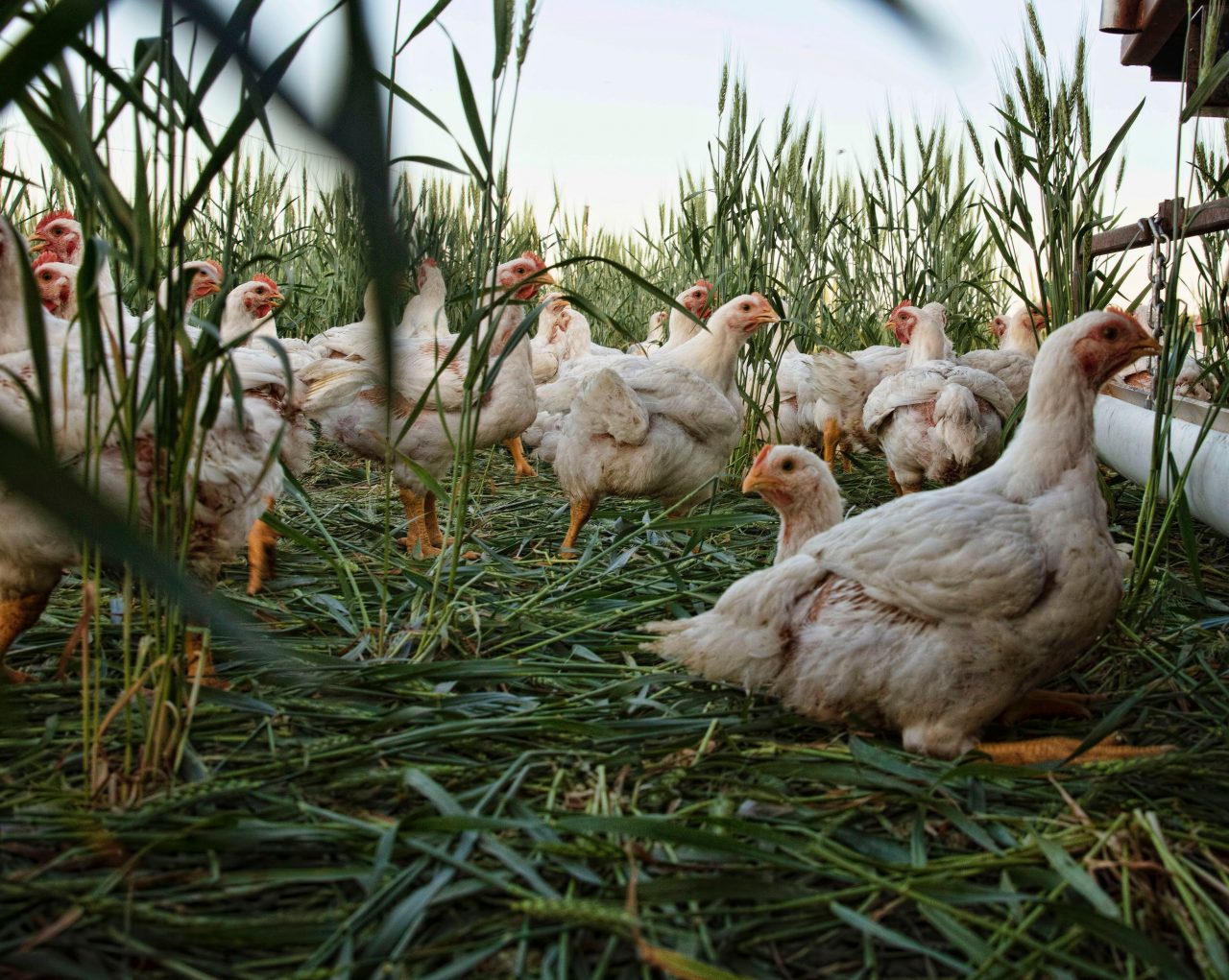 Finding truly pasture raised chicken (and why it matters!) - Colorado's ...