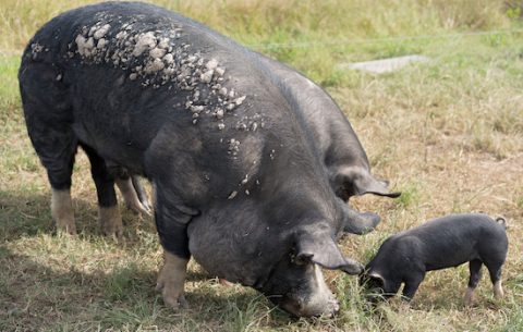 Local, Pasture Raised Meats - Delivered - Colorado's Home Delivery ...